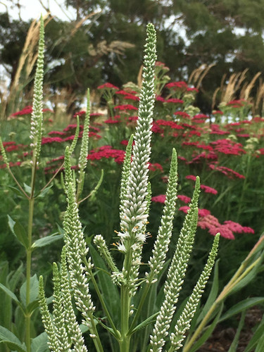 Veronicastrum virginicum Alba | Drought Tolerant Pla