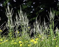 Veronicastrum virginicum Alba | Drought Tolerant Pla