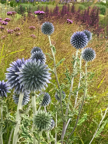 Echinops ritro
