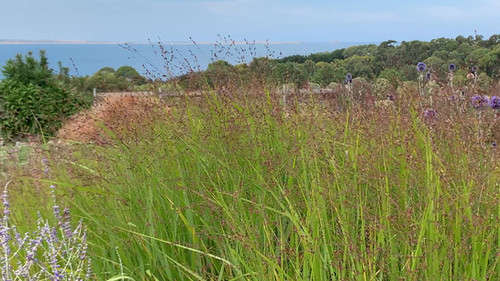 Panicum virgatum | Drought Tolerant