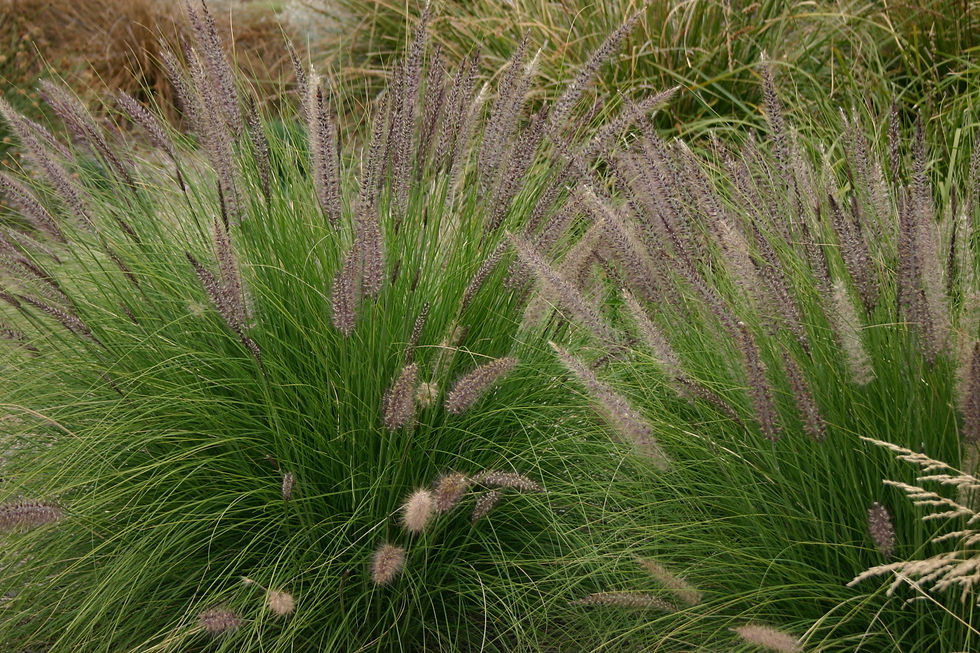 Pennisetum alopecuroides