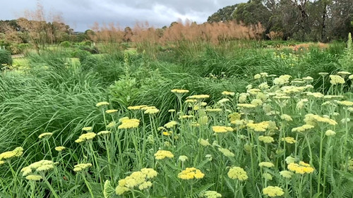 Achillea 'Coronation Gold'