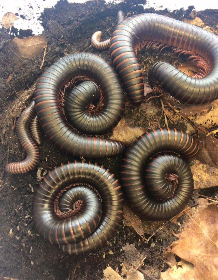 African black train millipede - Milton, Holly & more ...