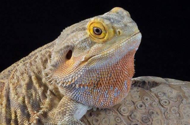 Reptiles & Amphibians | Teaching Talons