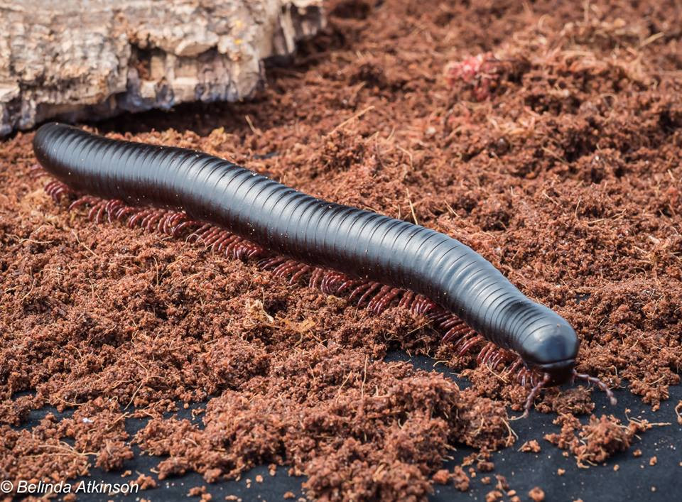 African black train millipede