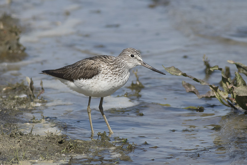 Steltlopers in Zeeland