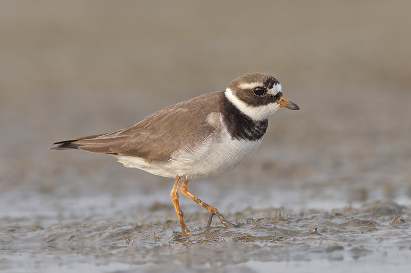 Steltlopers in Zeeland