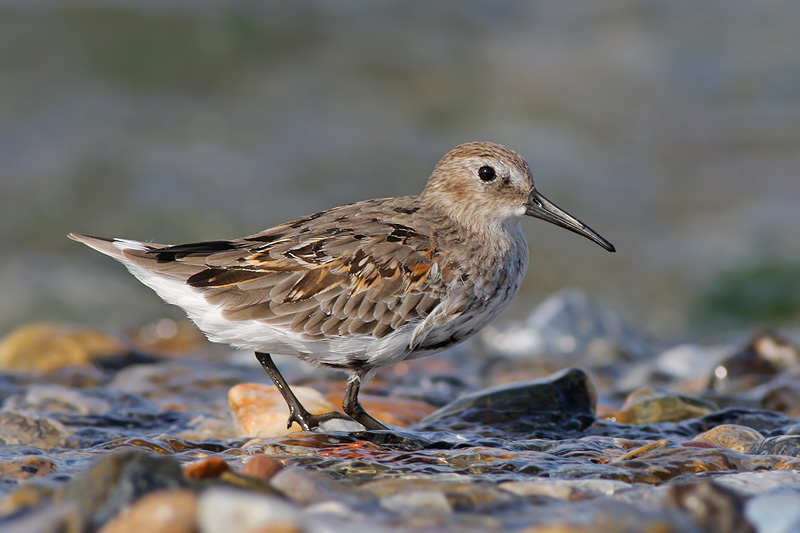 Steltlopers in Zeeland