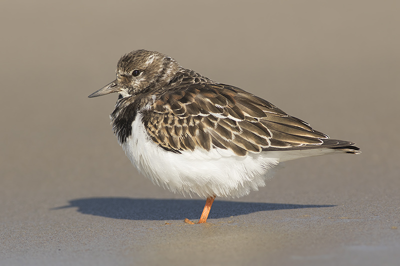 Steltlopers in Zeeland