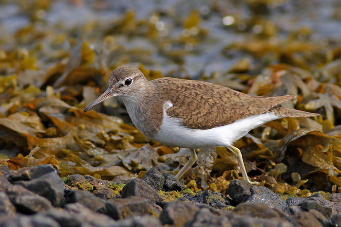 Steltlopers in Zeeland