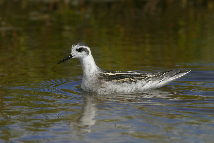 Steltlopers in Zeeland
