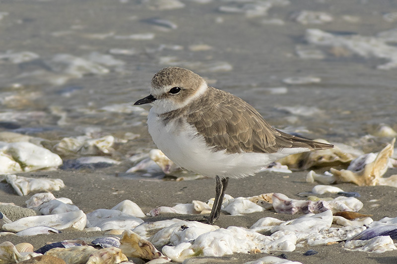 Steltlopers in Zeeland