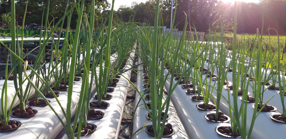 Types of Grow-pipes Best Suited for NFT Hydroponics in Trinidad & Tobago