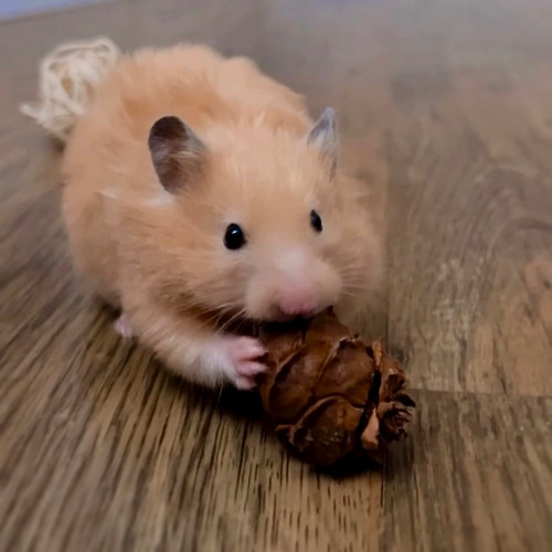 Pine Cones (with nuts) | Taffy's