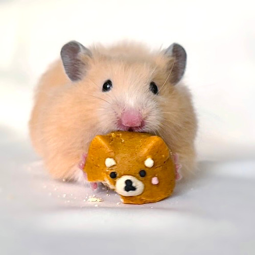 Papaya Shiba Cake | Taffy's