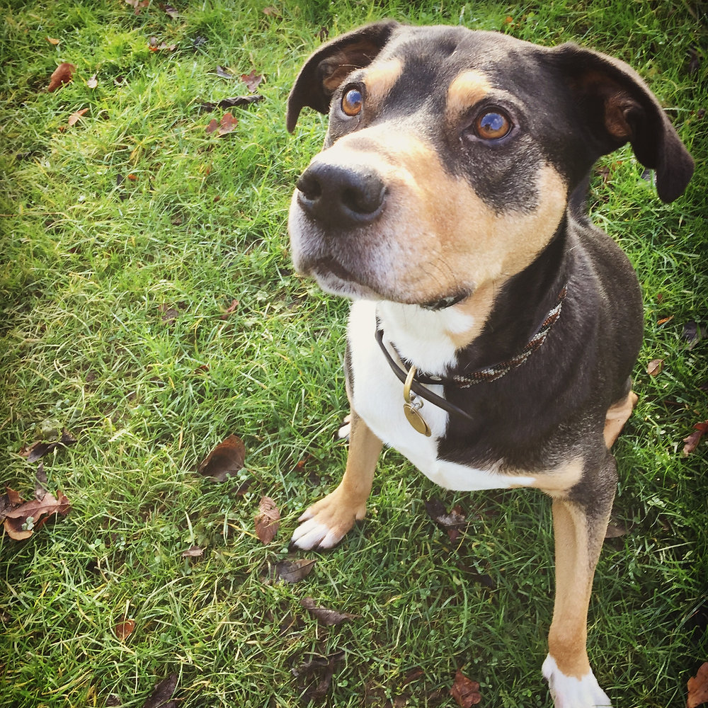 Understanding Fear-Driven Aggression in Dogs Pet Behaviour Advice