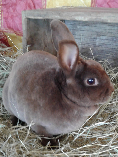 MORE RABBITS | ccrabbitfarm