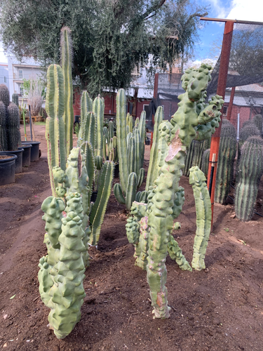 Totem Pole Cactus | Ocotillo Joe, LLC