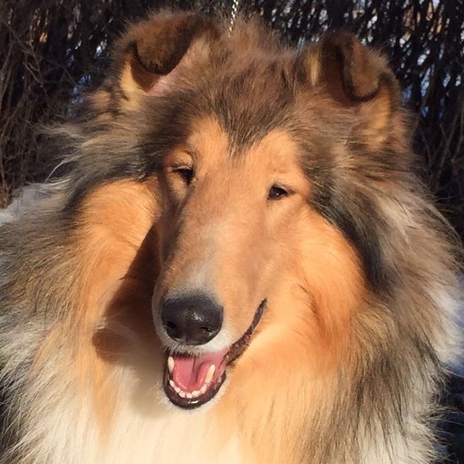 HOME | davenlochcollies