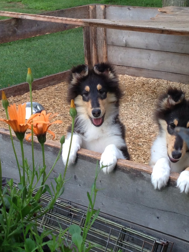 HOME | davenlochcollies