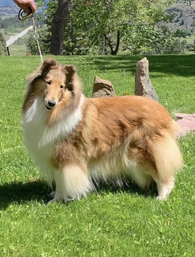 HOME | davenlochcollies