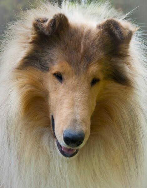 HOME | davenlochcollies