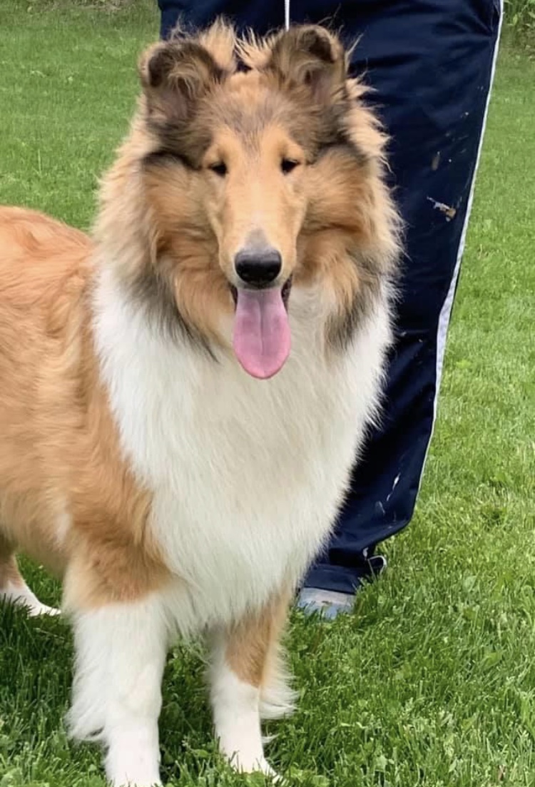 HOME | davenlochcollies