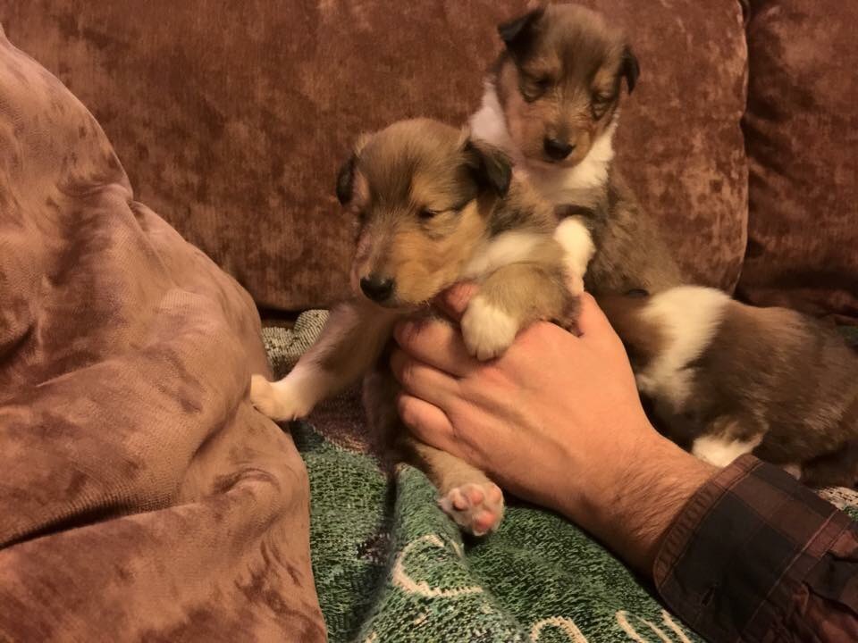 HOME | davenlochcollies