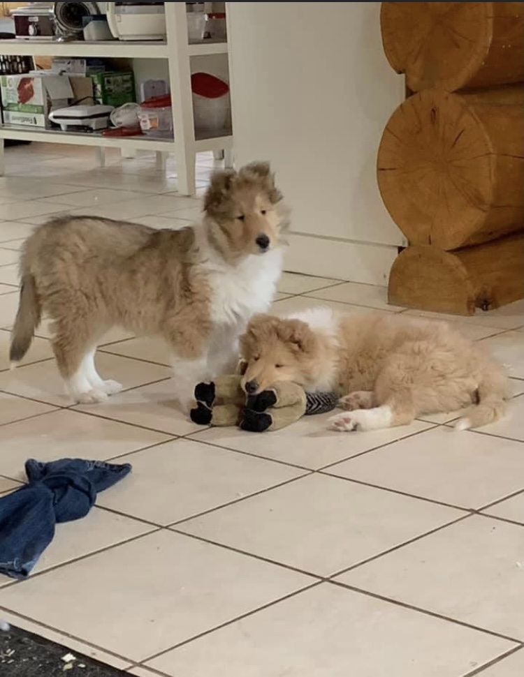 HOME | davenlochcollies