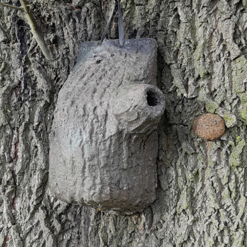 Bark Starling Nest Box | Wildlife Services