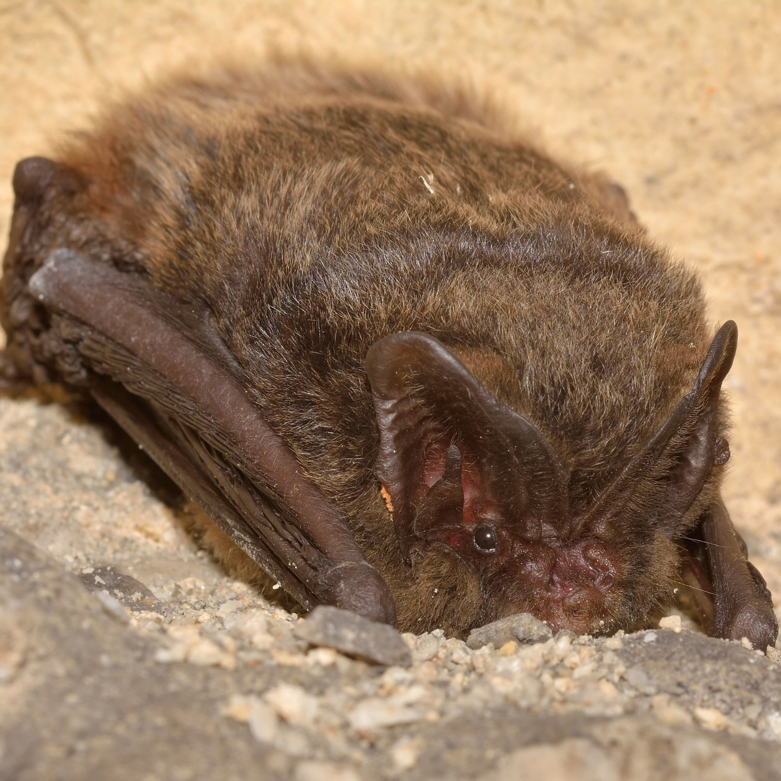 Bats | Wildlife Services