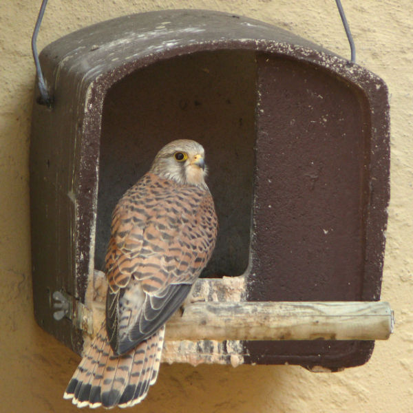 Schwegler No. 28 kestrel nest box | Wildlife Services