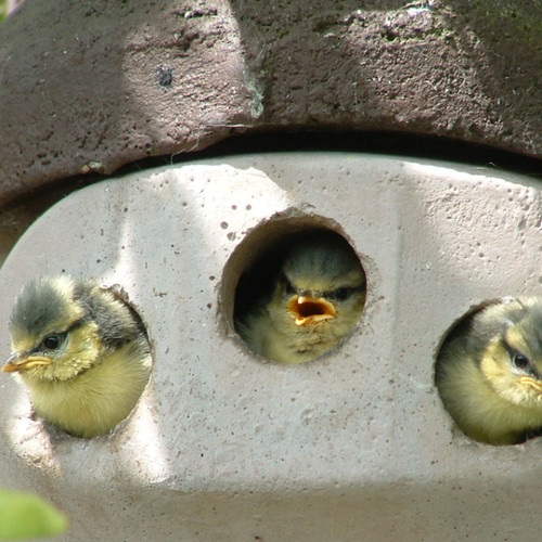 Schwegler 2GR bird nest box | Wildlife Services