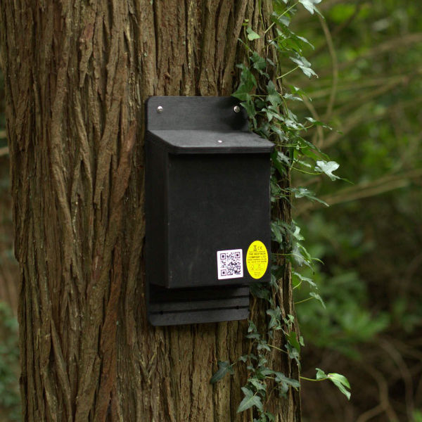 Bat Boxes | Wildlife Services