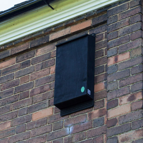 Bat Boxes | Wildlife Services