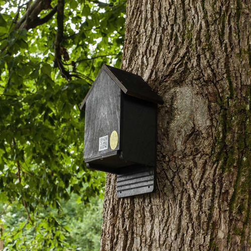 Cavity Bat Box | Wildlife Services