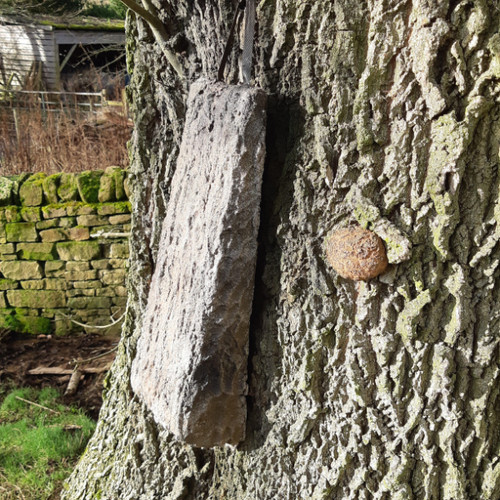 Bark Kent Twin Crevice Bat Box | Wildlife Services
