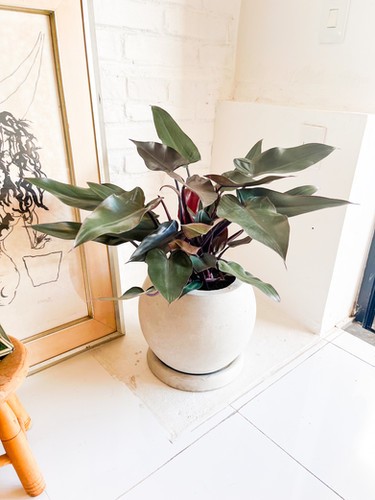 Filodendro Rubro G | Floricultura online | Plantas em vasos