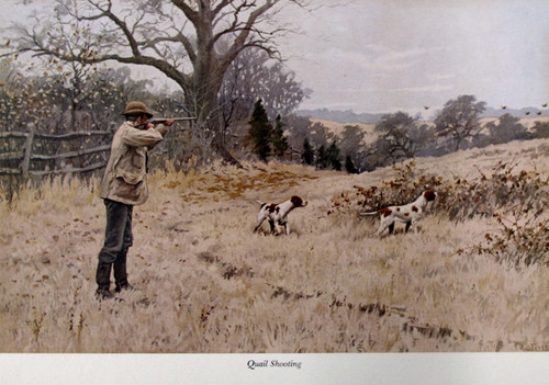 Plate 06: Quail Shooting Shooting Pictures | antonioraimogallery