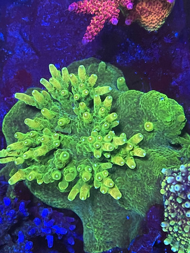 Green Acropora | Taylormade Corals