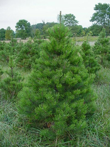 White Pine | treefarm