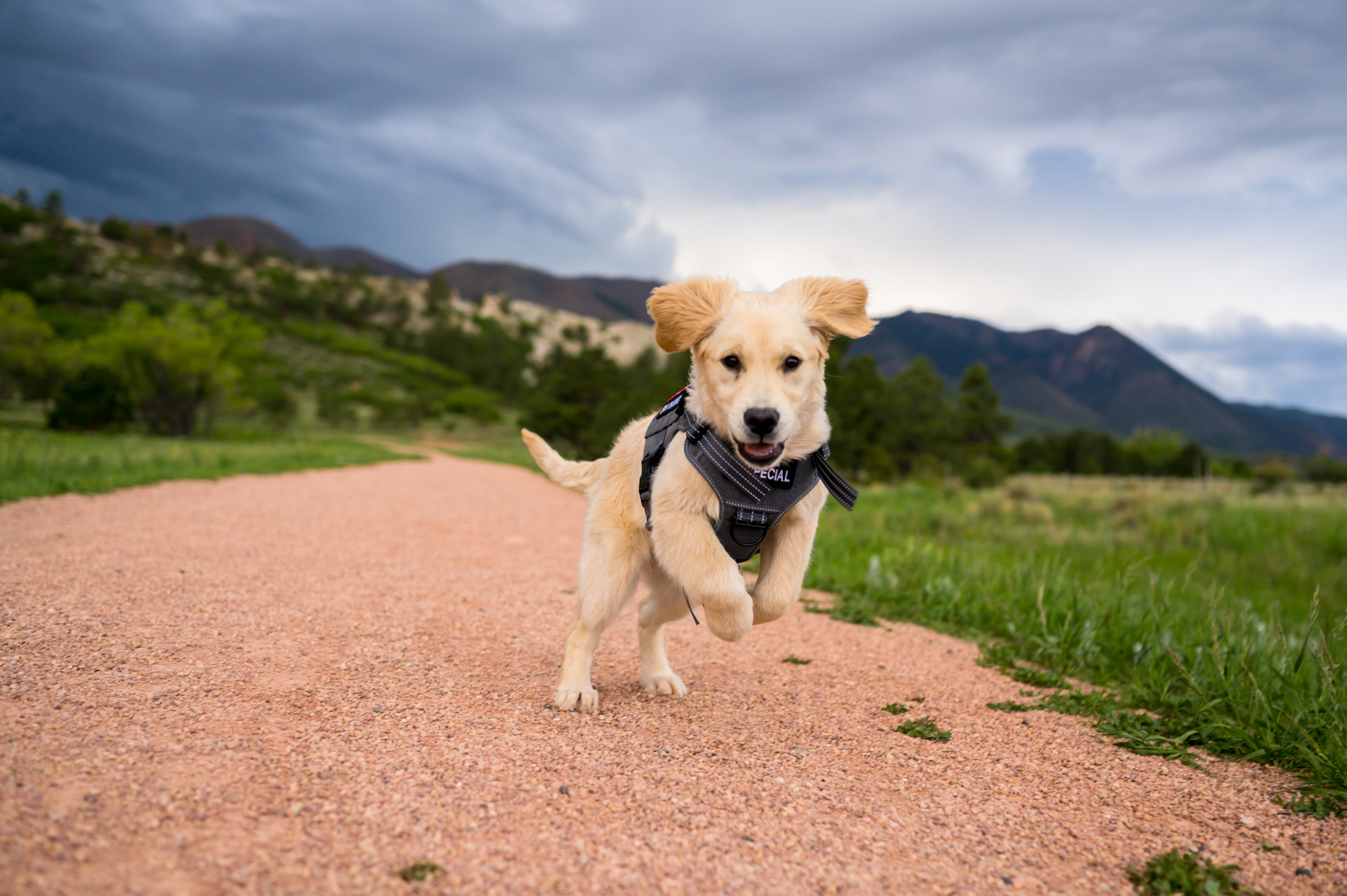 Colorado K9 Instincts | Colorado Springs Dog Training and Boarding