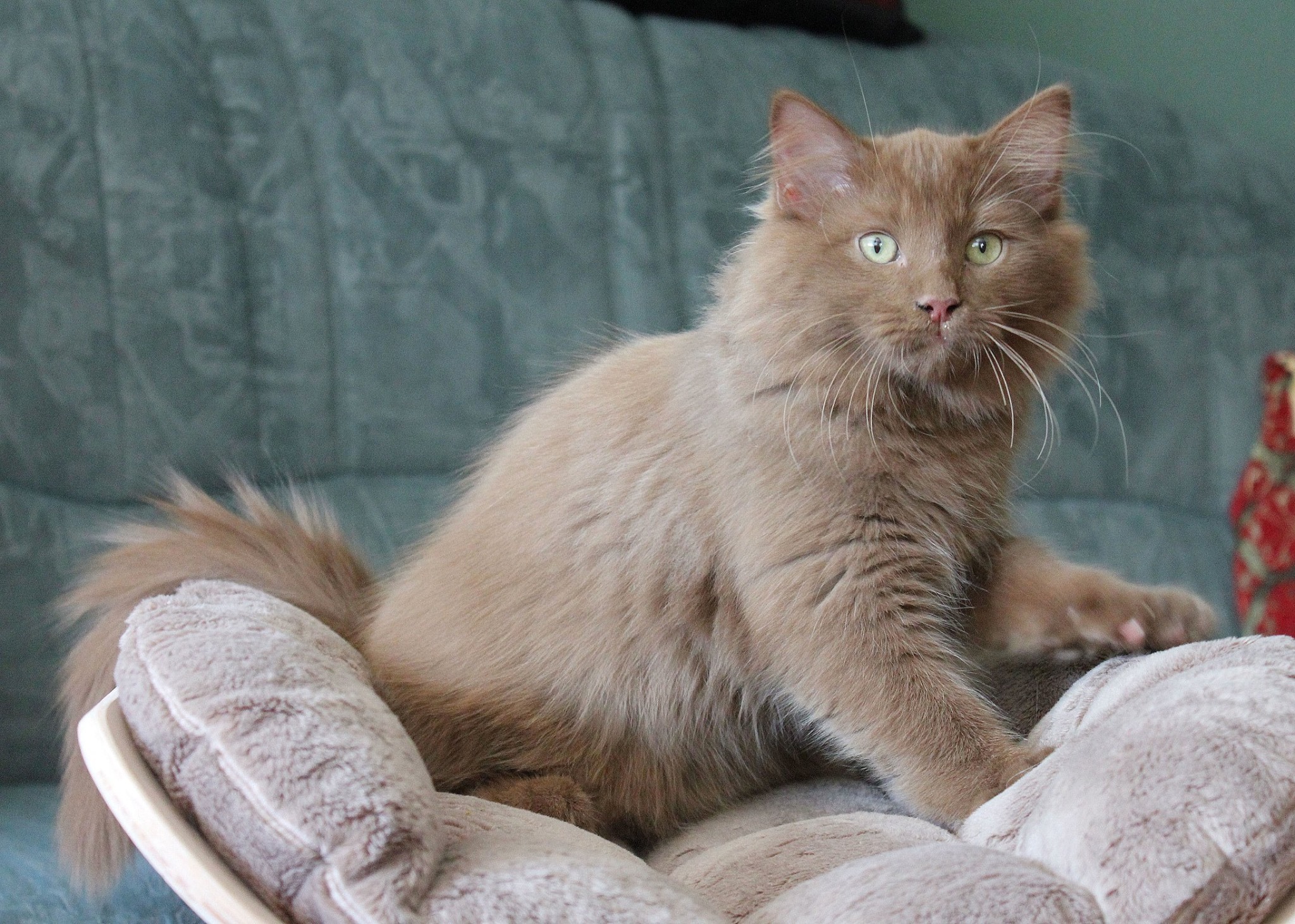 Le Sibérien - Robes et Couleurs | Chatterie de L'Etoile Neva | France
