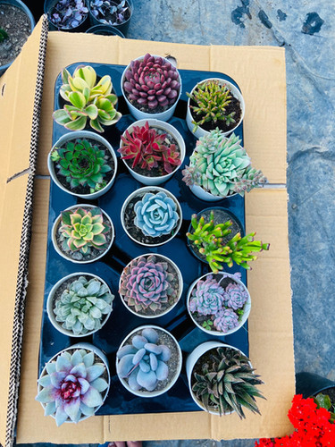 Valentine combo | Uma Agrotech