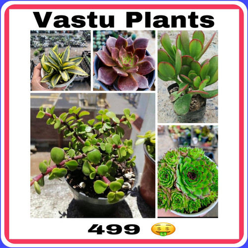 Vastu plants combo | Uma Agrotech