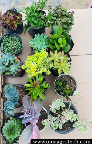 Combo | Uma Agrotech