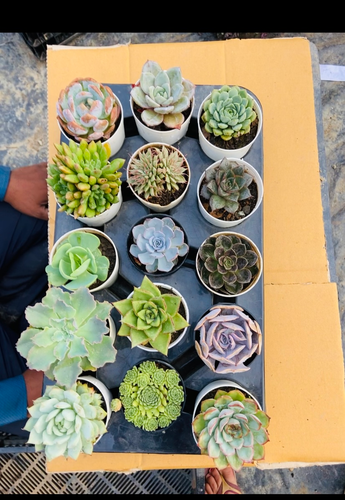 Echeveria combo + Free shipping | Uma Agrotech