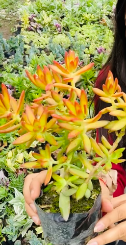 Sedum nussbaumerianum | Uma Agrotech