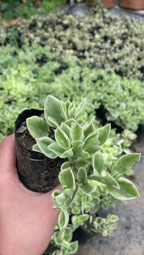 Variegated baby sun rose | Uma Agrotech