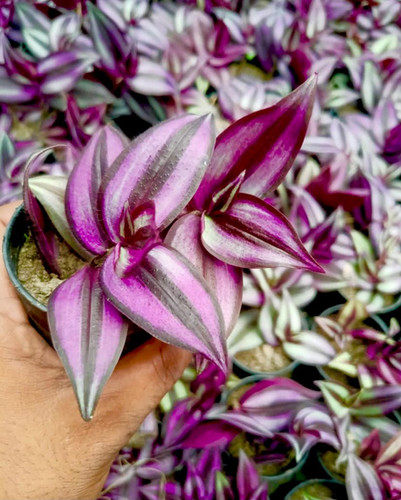 Wandering jaw | Uma Agrotech